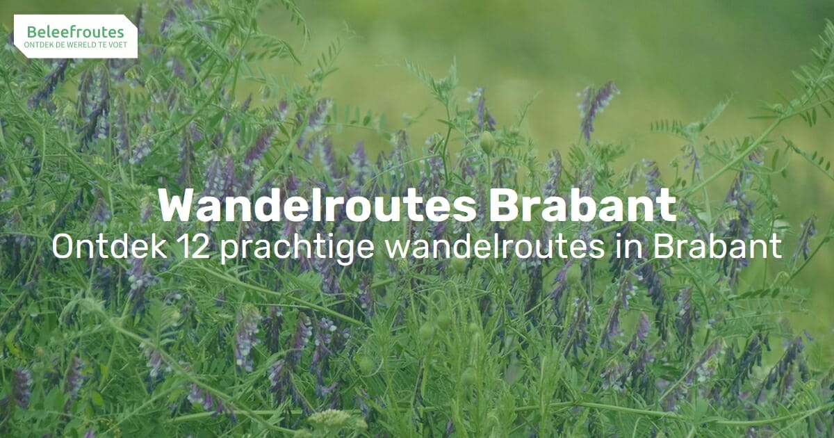 Wandelroutes Brabant: 13 Prachtige Wandelingen om Te Ontdekken